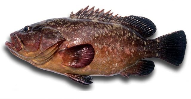 Aigeira-Akrata: Activities - Fishing