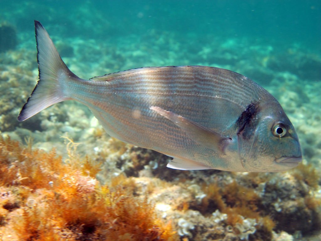 Aigeira-Akrata: Activities - Fishing